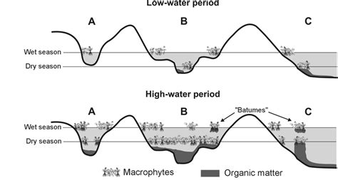 Hypothetical Effects Of Long Term Water Level Fluctuation On The