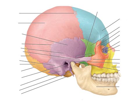 Lab Practical 2 Skull Diagram Quizlet