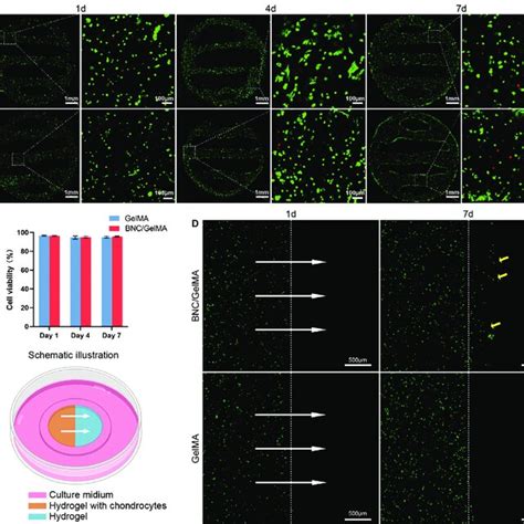 Cell Viability And Migration Tests Of Hydrogels A The Calcein Am Pi
