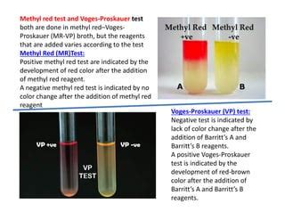 Methyl Red Voges Proskauer Test