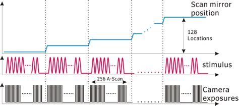 Timing Schematic Of Scanning Protocol Download Scientific Diagram