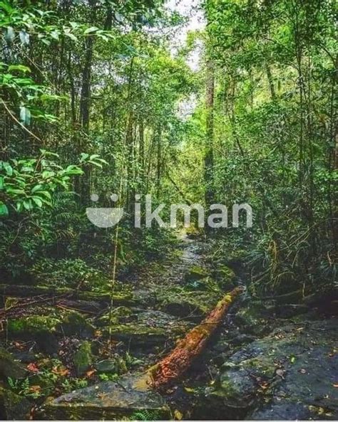 බදුල්ල නගරයෙන් සින්නක්කර අක්කර 83 වටිනා ඉඩම විකිණීමට Ikman