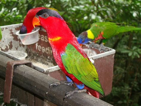 Free Images Nature Bird Beak Tropical Color Fauna Lorikeet