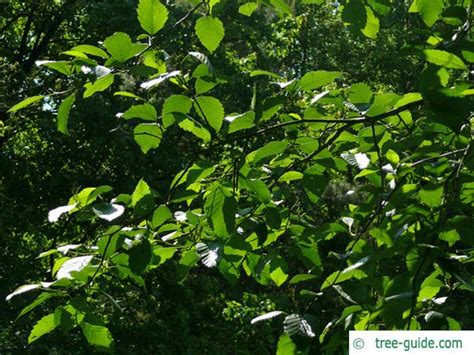Red Alder Alnus Rubra