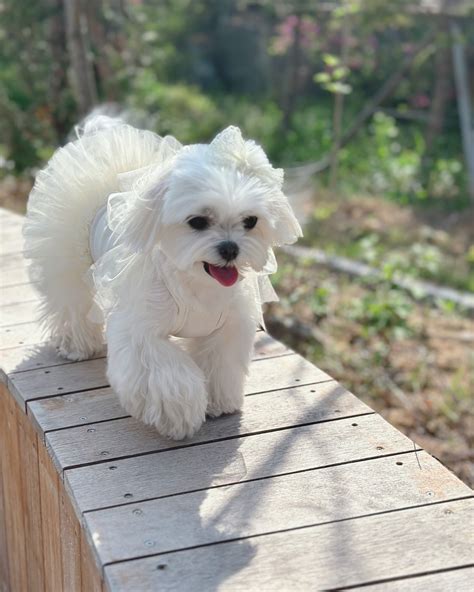 김찹쌀 튜튜하면 벨라라봉 신데렐라튜튜 입으면 샤랄라 공주가 되💛 찹쌀이의 예쁜 봄 날🥹 찹쌀이 픽🪄 Cream Yellow 💛 🏷 Bella Rabong 벨라라봉