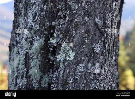 Tree Trunk With Moss And Lichen On Bark Outdoors Closeup Stock Photo Alamy
