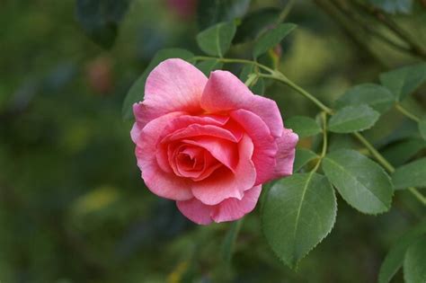 Premium Photo Natural Background