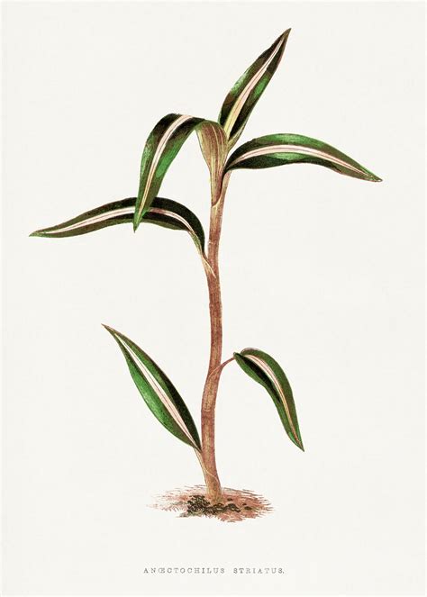 Anoectochilus Striatus Botanical Illustration Poster Picture Metal