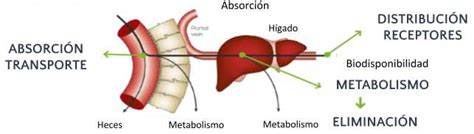 Farmacogenética qué es y cuál es su objetivo y ventajas mediQuo