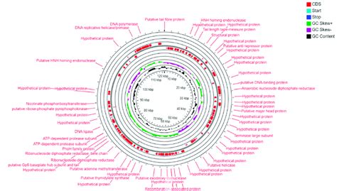 Circular Genome Map Of Phage Vmj710 Download Scientific Diagram