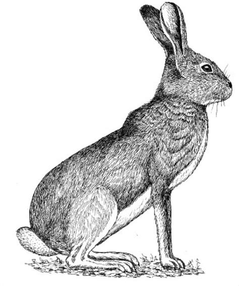 Jack Rabbit Sketch
