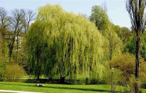 GMGK - Köllen Druck und Verlag GmbH: Steckbrief: Silber-Weide (Salix ...