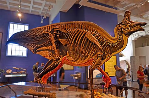 What Is The Morrison Formation And Why Are There So Many Fossils There