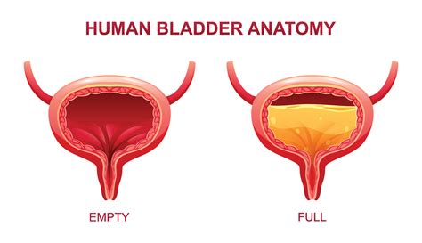 Human Bladder Anatomy Empty And Full Urinary Bladder Vector Illustration Isolated On White