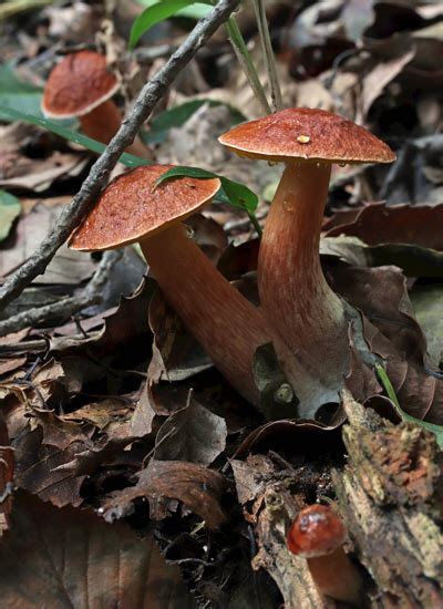 Aureoboletus Thibetanus
