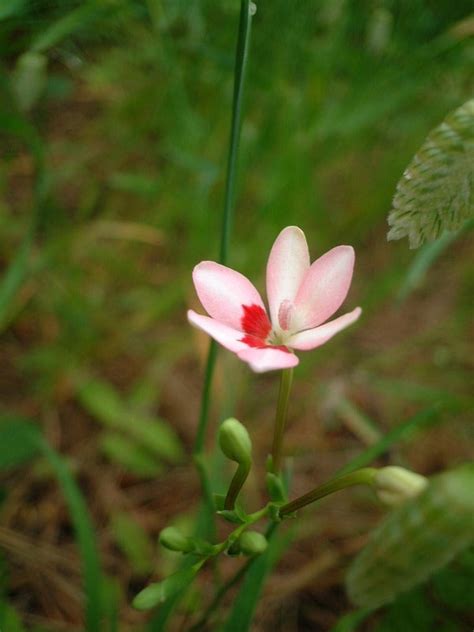 姫檜扇姫緋扇ひめひおうぎ どら猫の花図鑑