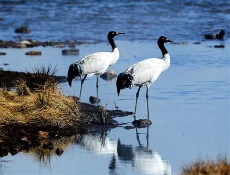 中國10大珍稀動物大熊貓第六揚子鱷第四華南虎第三 每日頭條