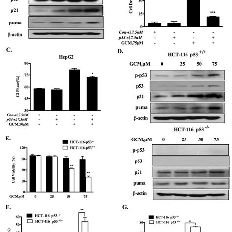 Gcm Induces Cell Cycle Arrest And Apoptosis In Hepg2 Cells A Chemical