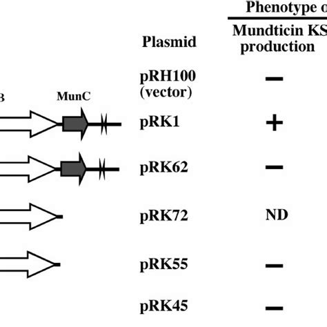 Deletion Mutant Analysis Of The Mun Locus Deletion Mutants Of The Mun