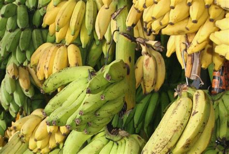 6 Jenis Pisang Di Indonesia Dan Cara Mengolahnya Yang Cocok
