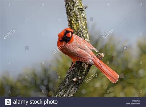 Bright Red Cardinalis Cardinalis Northern Cardinal Male Sitting On A
