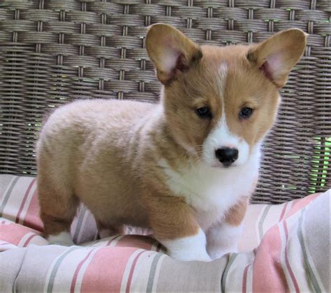 Pembroke Welsh Corgi Puppies For Sale Houston TX 236420