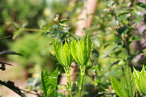 アオキとはどんな植物育て方と手入れ方法コツや種類を紹介 HanaSaku