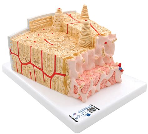 Modelo de Micronanatomía de los Huesos Veces Tamaño Real Medical Factory
