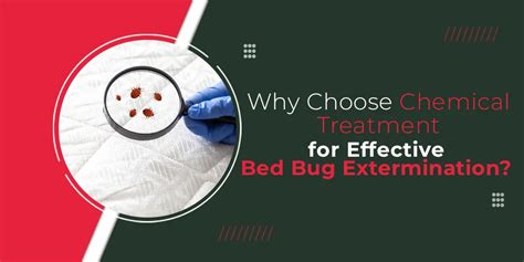 Why Choose Chemical Treatment For Effective Bed Bug Extermination