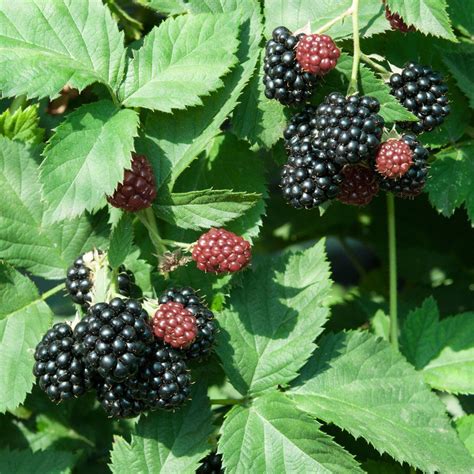 Everything About Marionberries The Complete Guide Mucmv