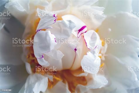 라일락과 아름 다운 흰색의 근접 촬영 보기 모란 꽃 봉 오리 선택적 초점 개화기에 대한 스톡 사진 및 기타 이미지 개화기