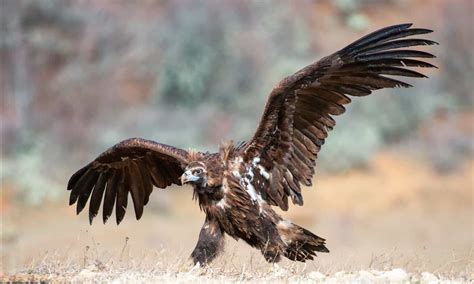 Cinereous Vulture Animal Facts Aegypius Monachus A Z Animals