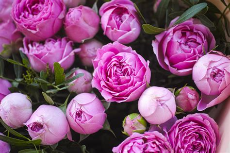 분홍색 모란 장미와 유칼립투스 잎의 아름다운 꽃다발의 클로즈업 샷 0명에 대한 스톡 사진 및 기타 이미지 0명 개화기