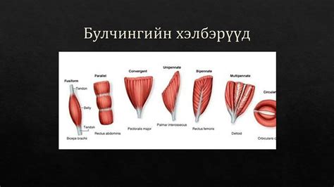 Булчингийн тогтолцоо R Youtube