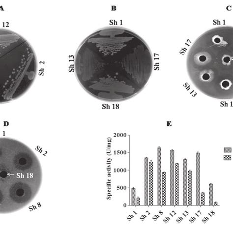 Qualitative And Quantitative Assay For Screening Lipase Producing Download Scientific Diagram
