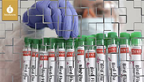 Los Cdc Confirman Nuevo Caso Humano De Influenza Aviar H5n1 En Misuri