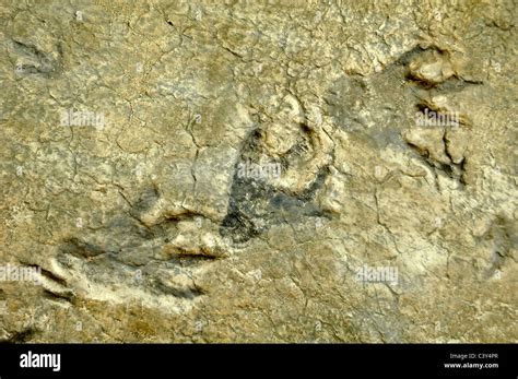 Footprint Fossils