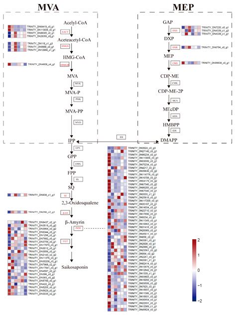 Comparative Transcriptome Analysis Provides Insights Into The Molecular