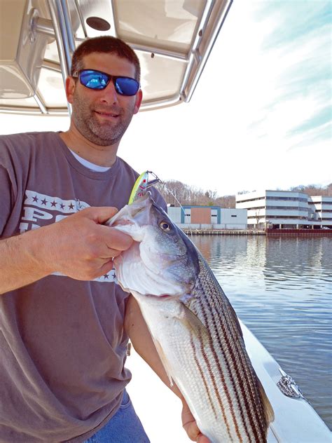 Western Sound Decoding Spring Stripers The Fisherman