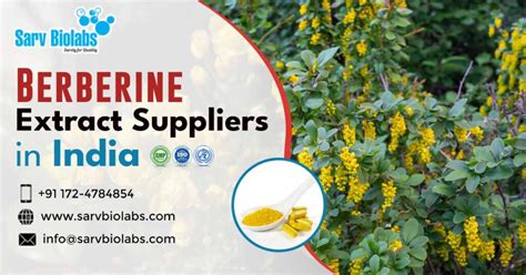 Berberine Extract Suppliers In India Sarv Biolabs