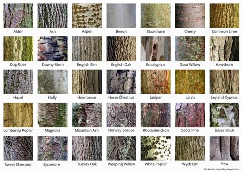 How To Identify Elm Tree Bark At Marc Slater Blog