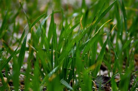 Premium Photo Full Frame Shot Of Grass On Field