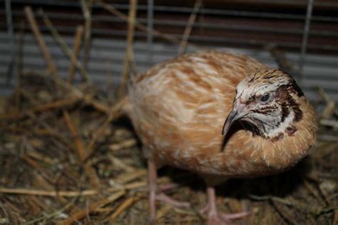 Img Servimg Com Free Image Hosting Service