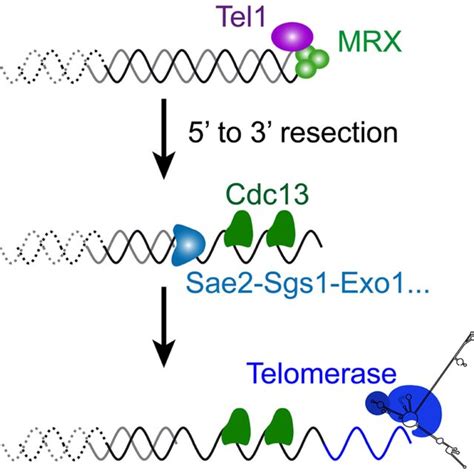 Telomere Structure In S Cerevisiae A And H Sapiens B A S