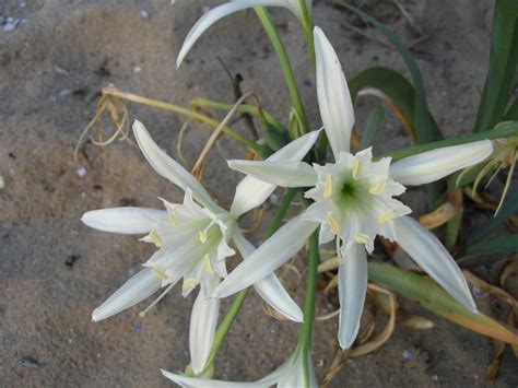 Пясъчна лилия Автор Цоцолини Tsotsolini ФОТО ФОРУМ