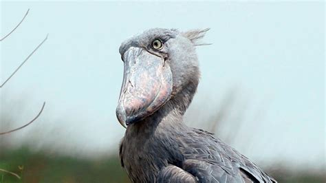 10 птиц с самыми необычными клювами Птица дома Дзен