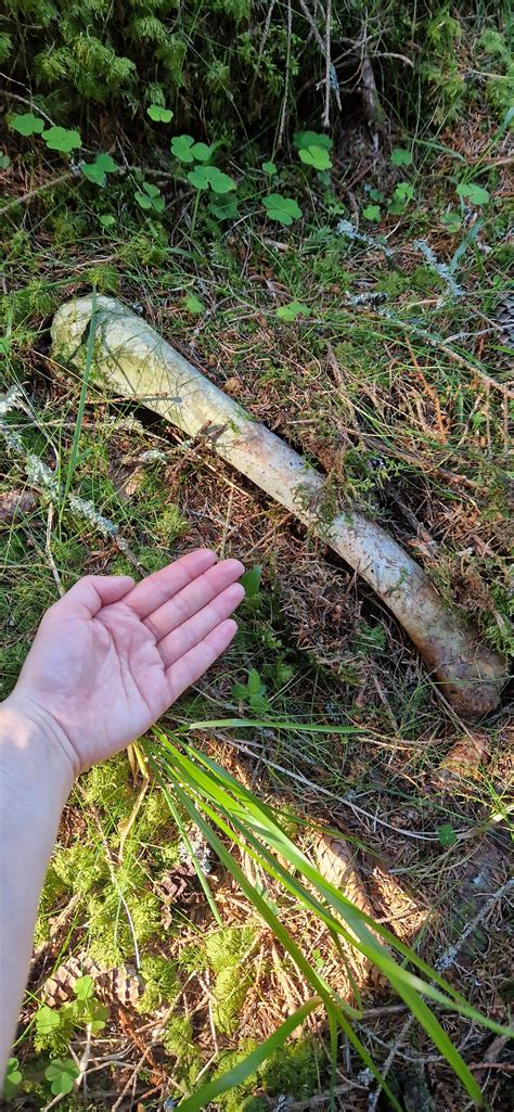What Is This Giant Bone Rbonecollecting