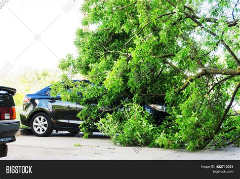 Tree That Fell On Car Image Photo Free Trial Bigstock