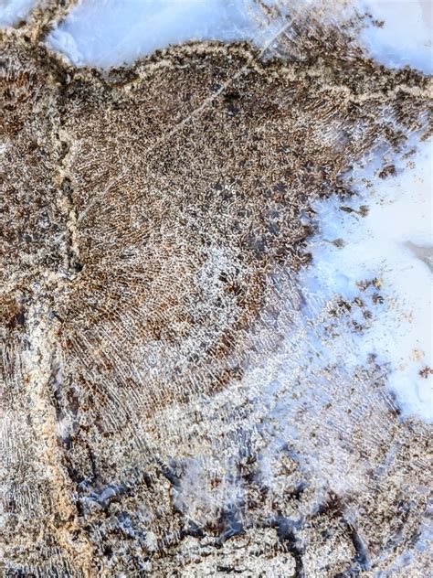 Is This A Fossil I Think The Swirly Lines Might Be Stromatolite R