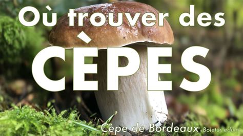 Où trouver des cèpes YouTube